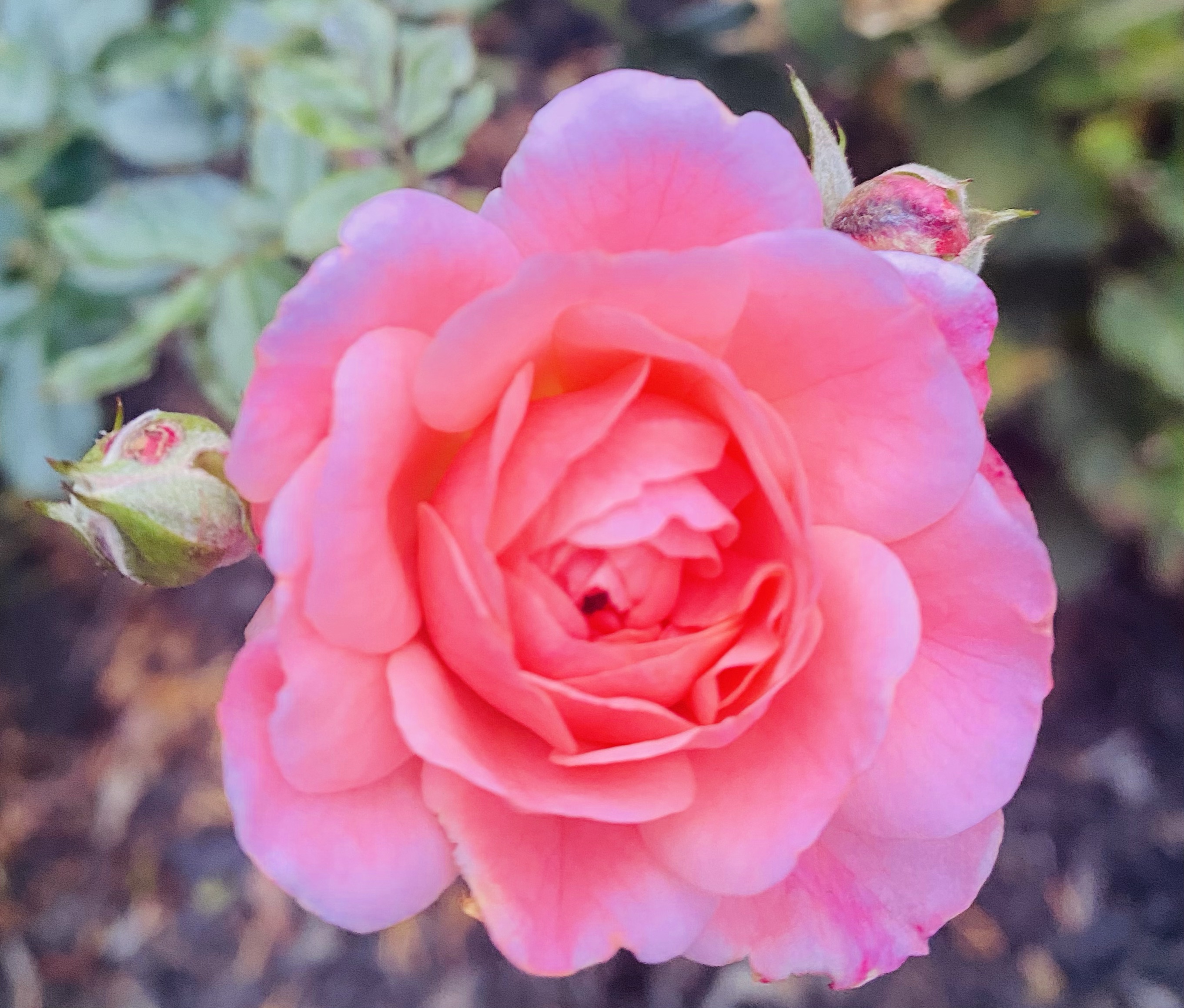 Flower of the Day Challenge #19: Rose Anatomy – Poems & More