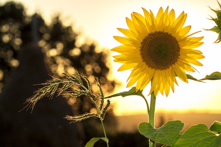 Summer’s Start ©Dawn Minott |a Haiku – Poems & More
