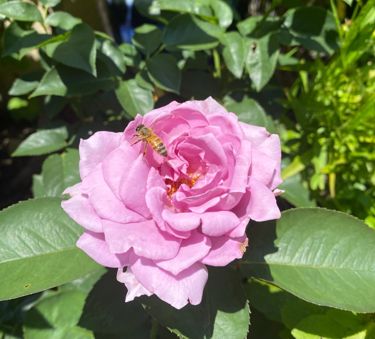 Bee’s Flutter ©Dawn Minott – Poems & More