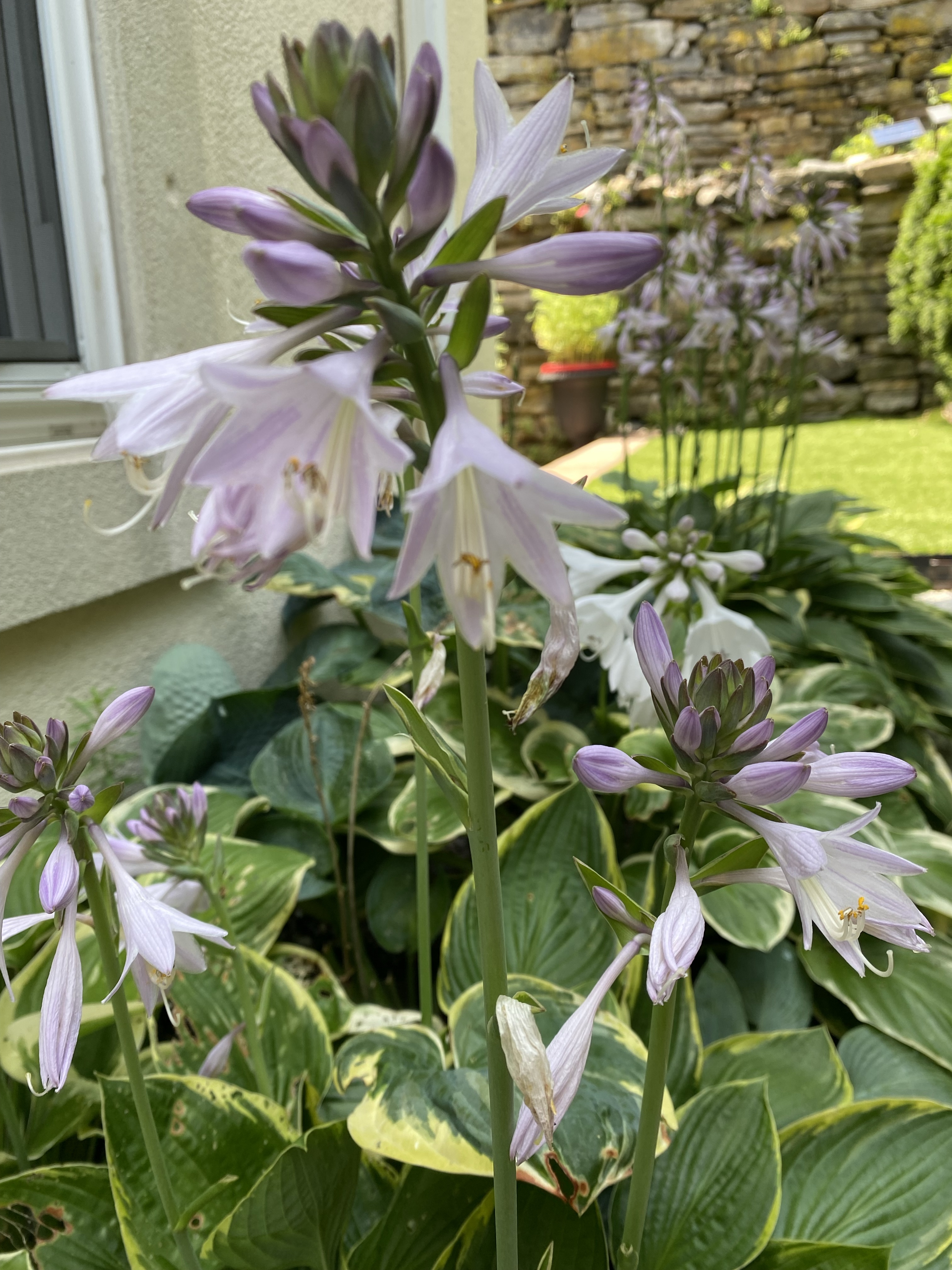 Flower of the Day Challenge #65: Hardy Happy Hostas – Poems & More