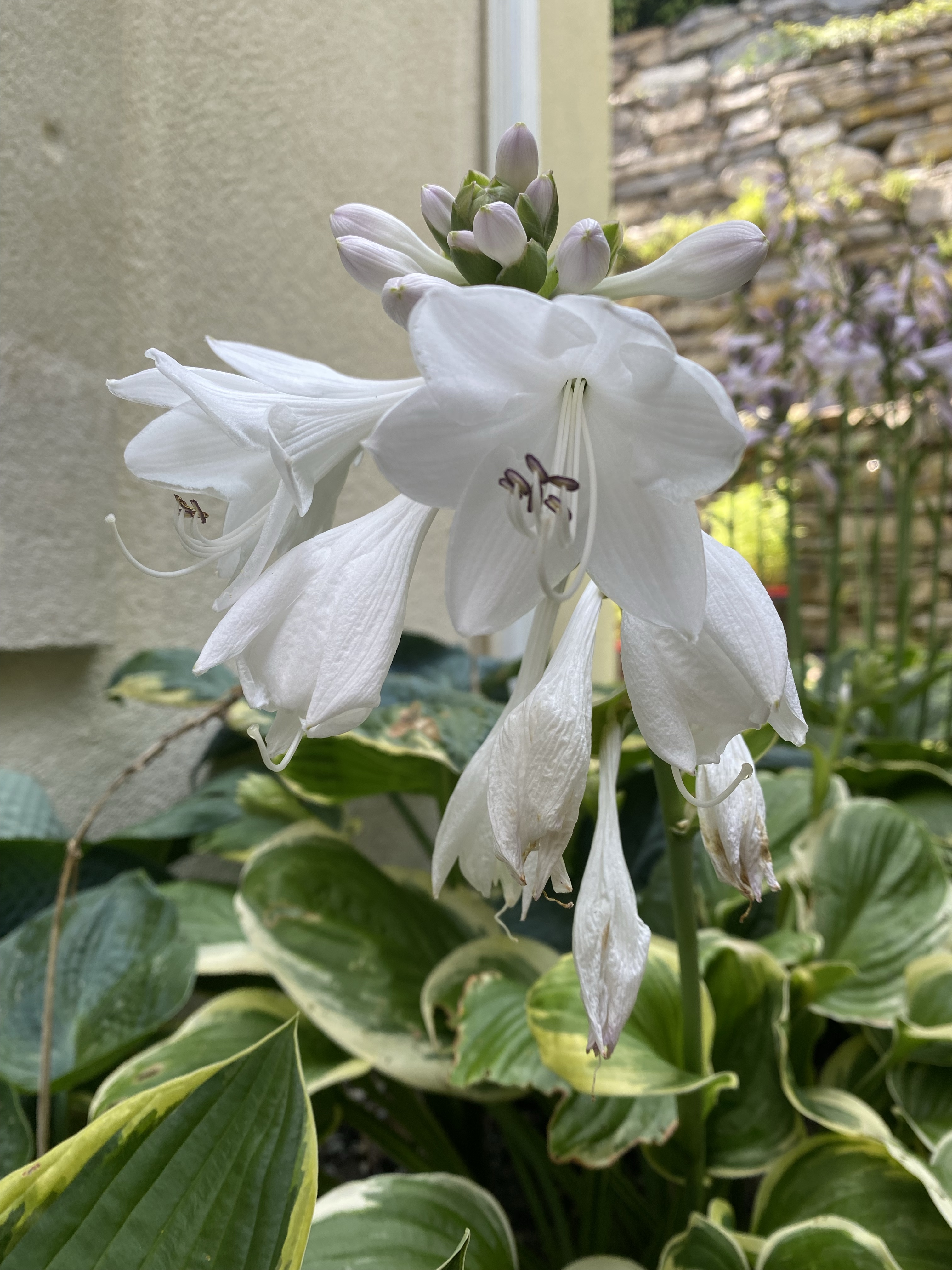 Flower of the Day Challenge #65: Hardy Happy Hostas – Poems & More