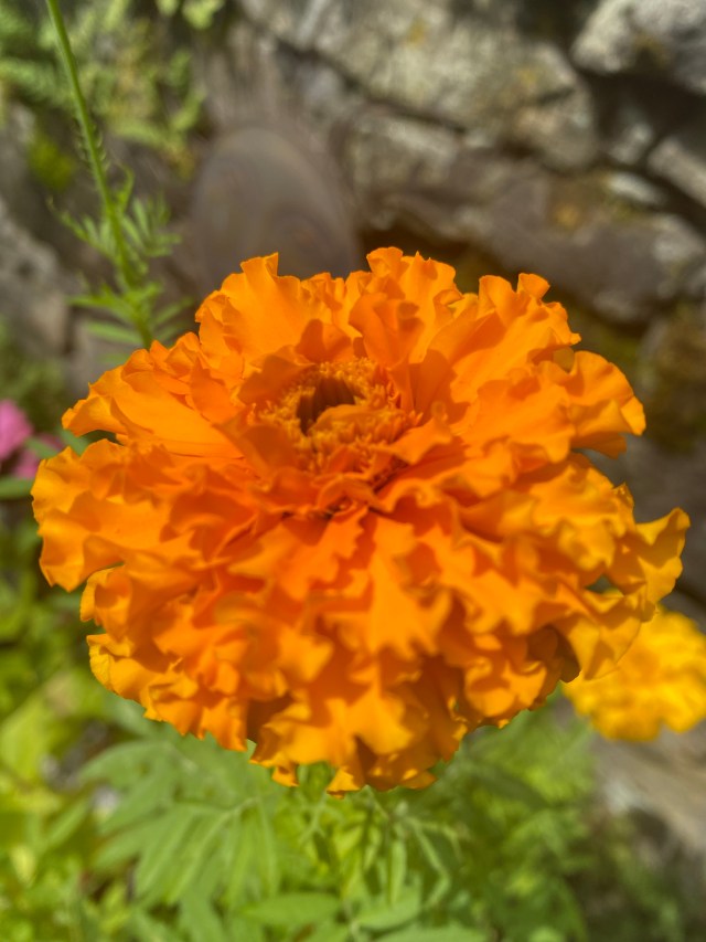 Flower of the Day Challenge #66: Merry Marigold – Poems & More