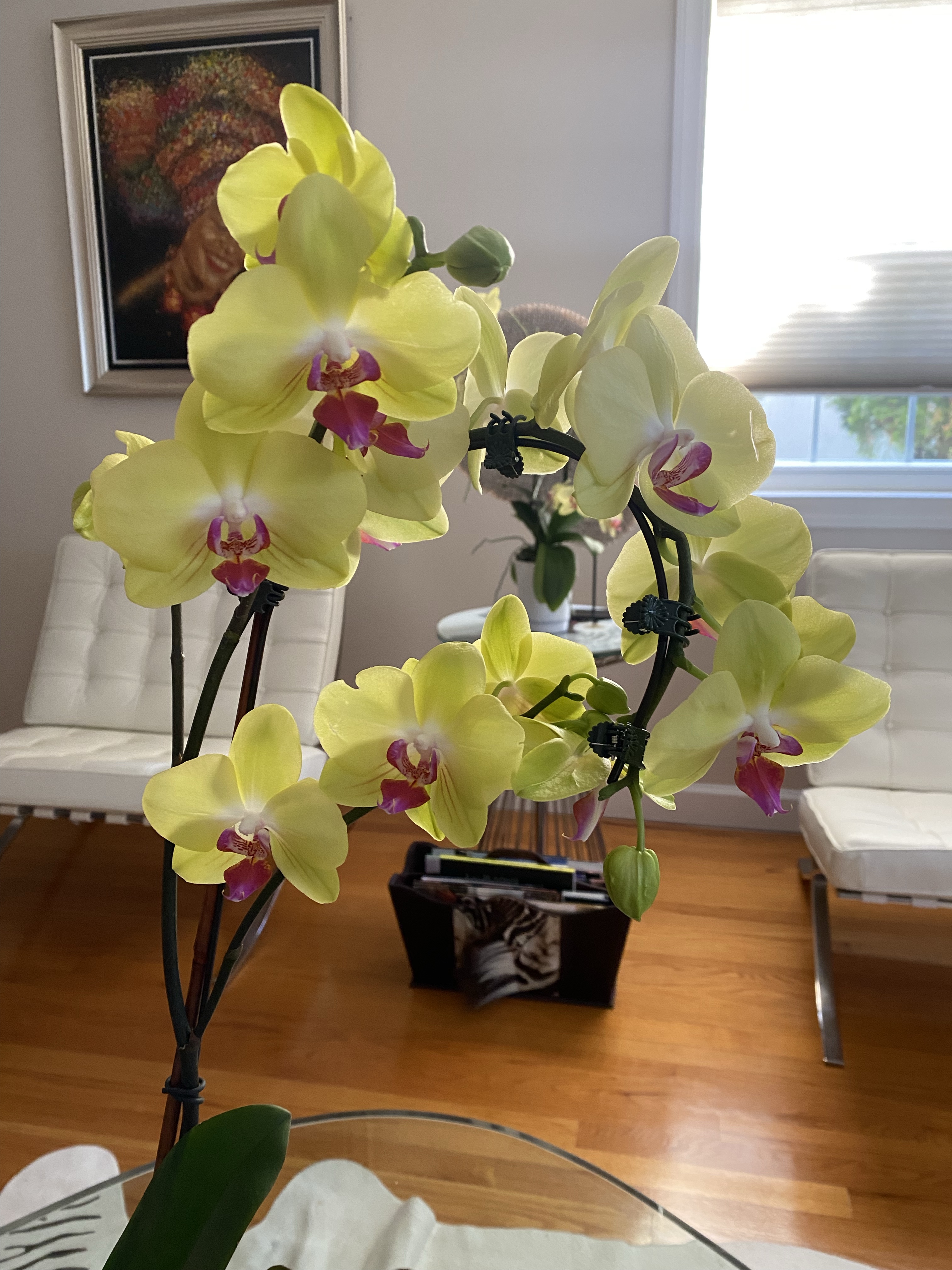 Flower of the Day Challenge #77: Outrageously-gorg Orchid – Poems & More