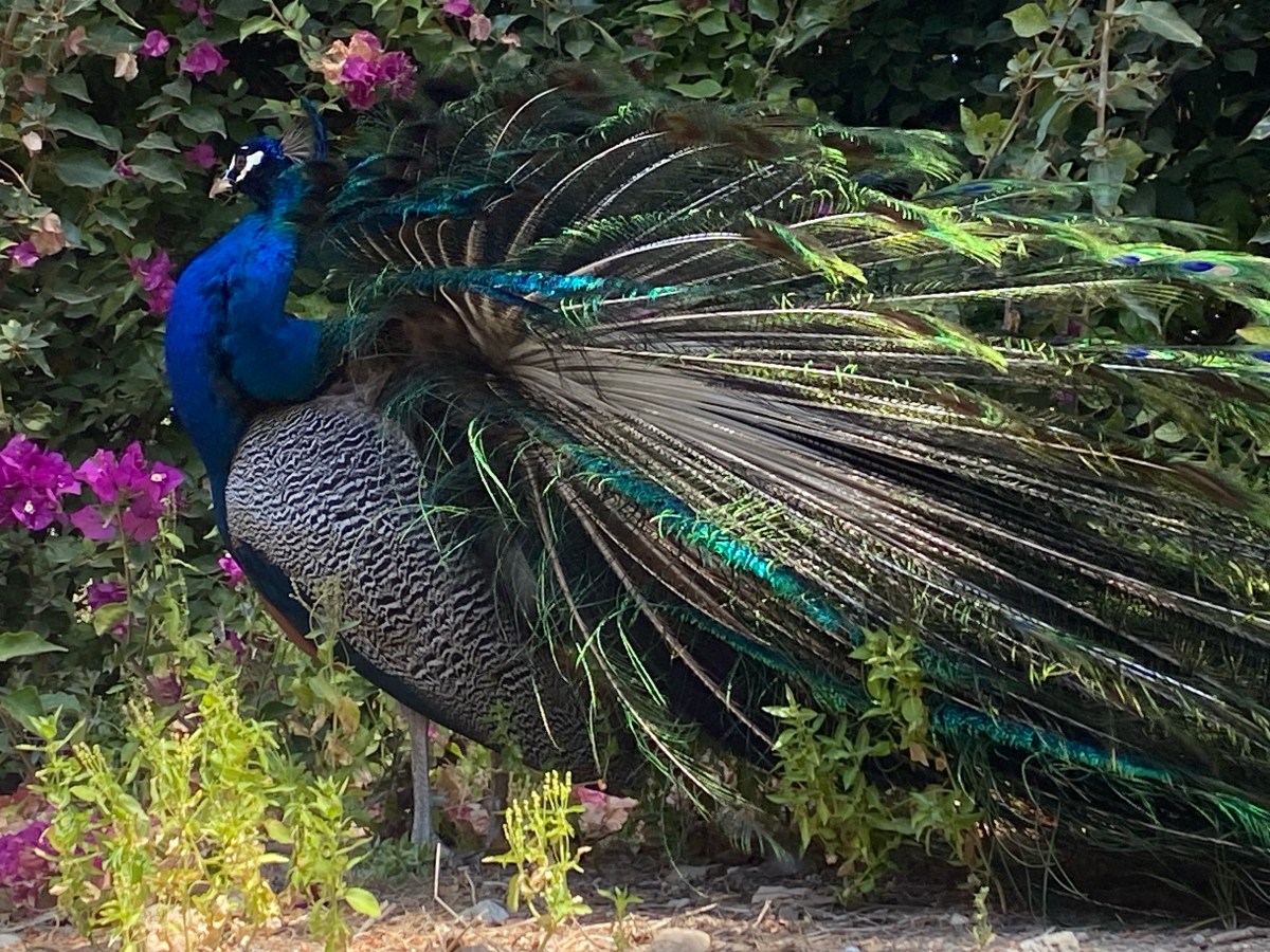 Peacocks & Palace ©Dawn Minott |Greece Travelogue (Part 2) – Poems & More
