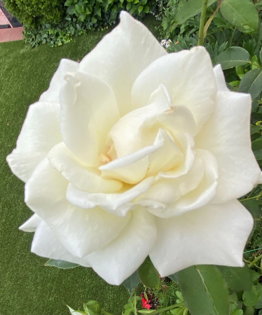Flower of the Day Challenge #83 Radiant Roses – Poems & More